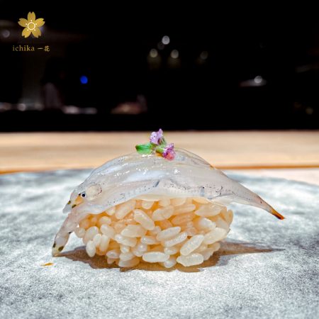 ปลาชิราอุโอะ Shirauo วัตถุดิบตามฤดูกาล - Ichika Omakase
